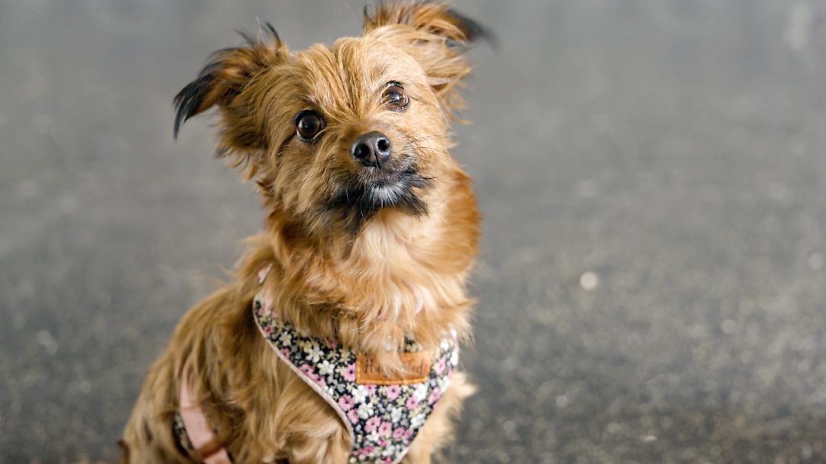 BBC ALBA - Conaltradh Creutairean/Wild Talk, Series 1, Conaltradh ...