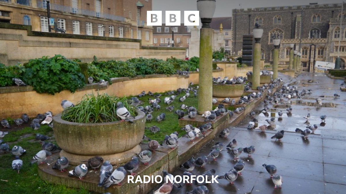 BBC Radio Norfolk - BBC Radio Norfolk, ‘Selfish’ or ‘backwards’? Pigeon ...