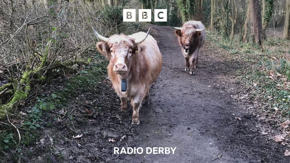 BBC Radio Derby - BBC Radio Derby, Highland cows return to Allestree Park