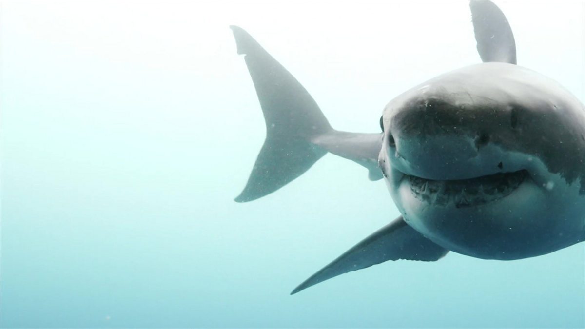 Man Bitten by Shark Describes Attack - BBC iPlayer