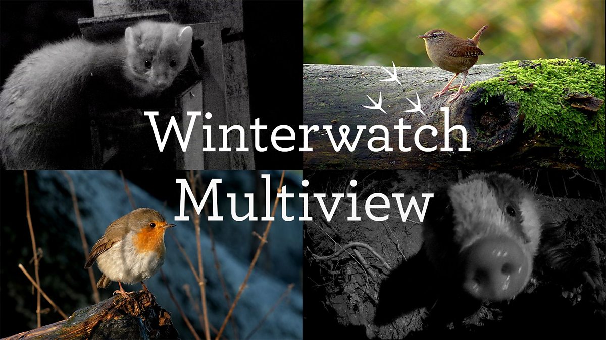 Winterwatch - Winterwatch: Multiview - BBC iPlayer