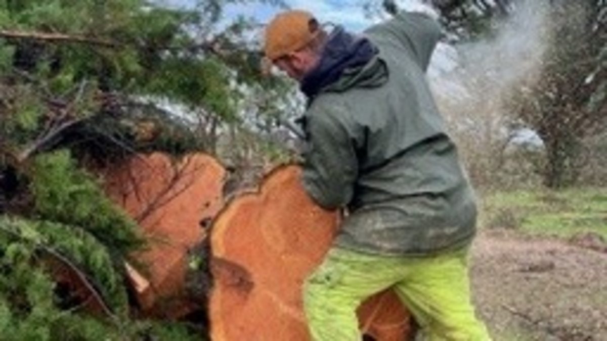 BBC Radio Cornwall - Julie Skentelbery, Fallen trees turned into art