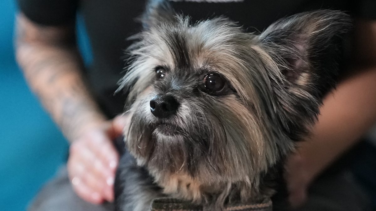 BBC News - More Pictures Taken of Pets Than Partners, Research Finds