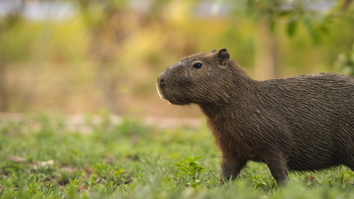 BBC News - Escaped Capybara on the Run from UK Zoo