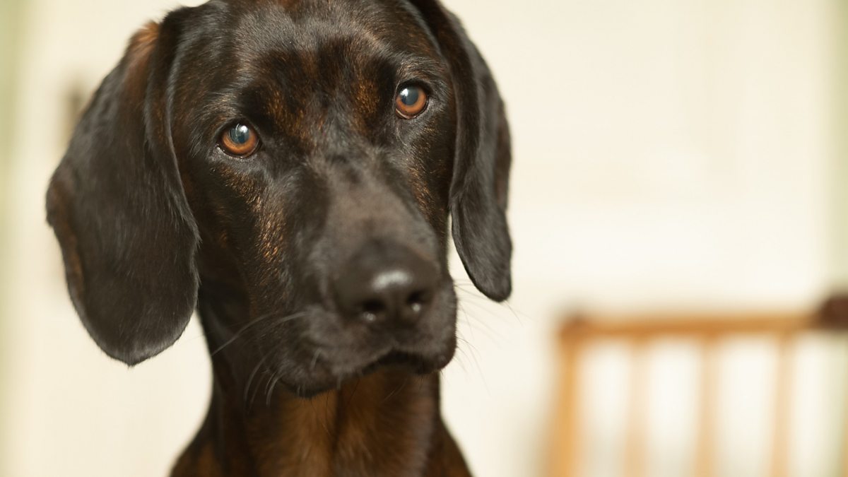 BBC News - Dog-Human Relationship 5,000 Years Older Than Thought