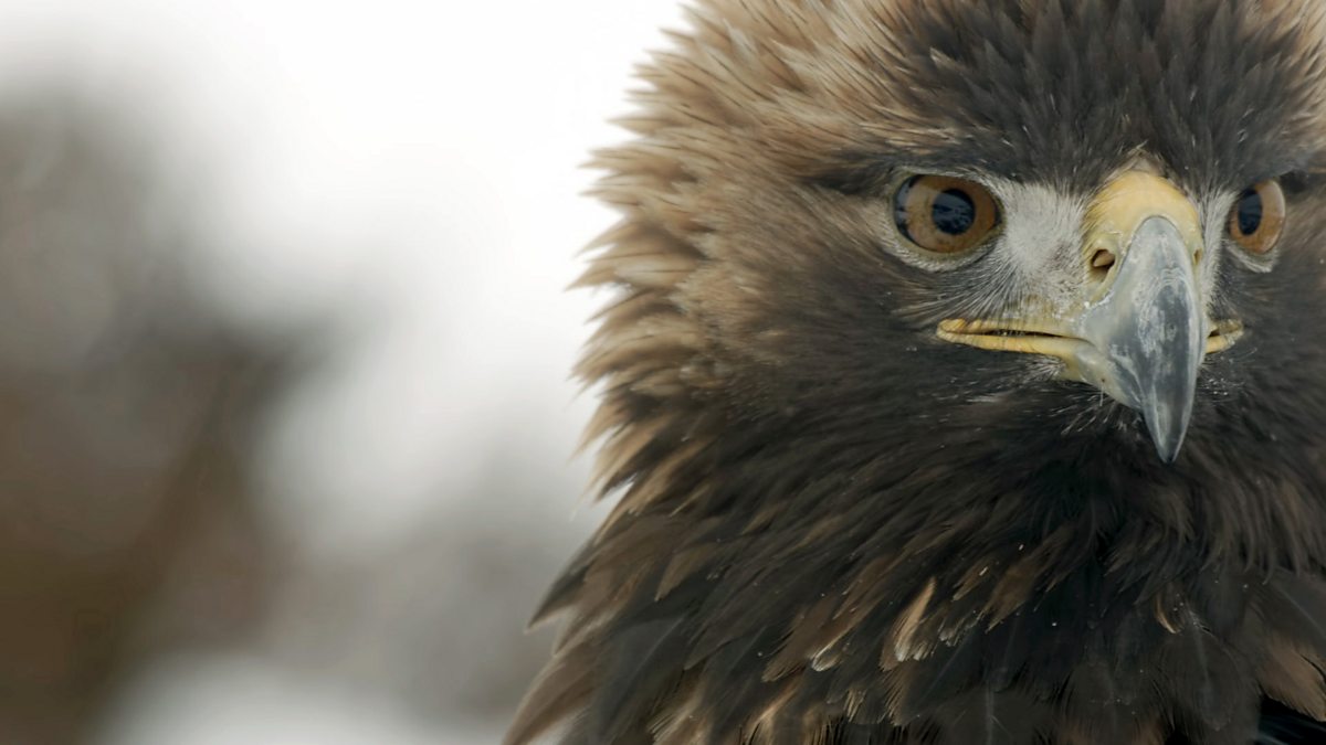 BBC ALBA - Ciad-fàthan nan Creutairean/Wild Senses, Series 1, Episode 2