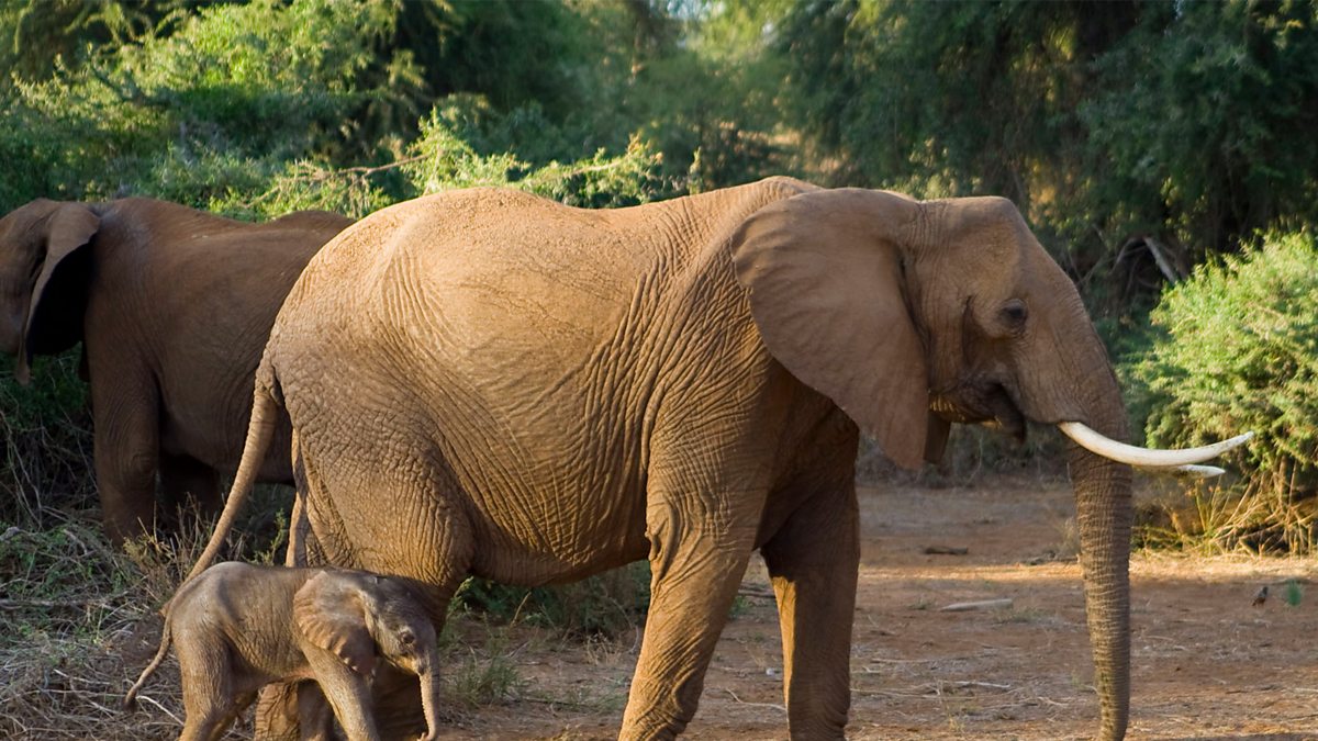 The Secret Life of Elephants - BBC iPlayer