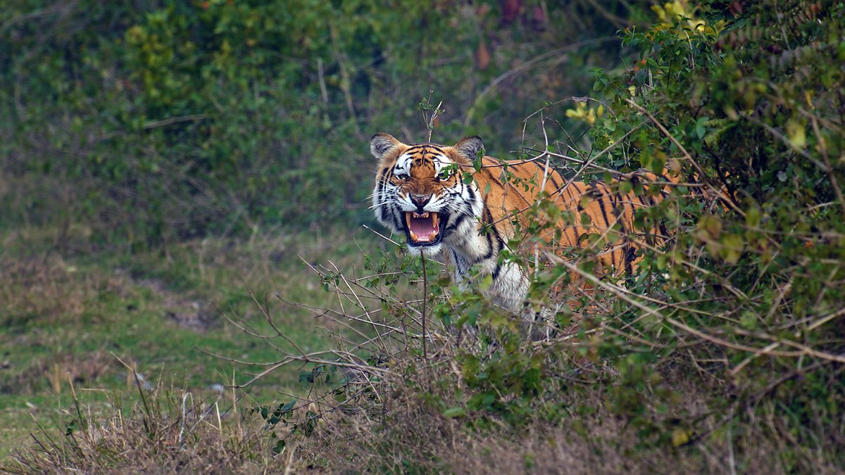 BBC One - Tiger Island - Tiger Island: An origin story
