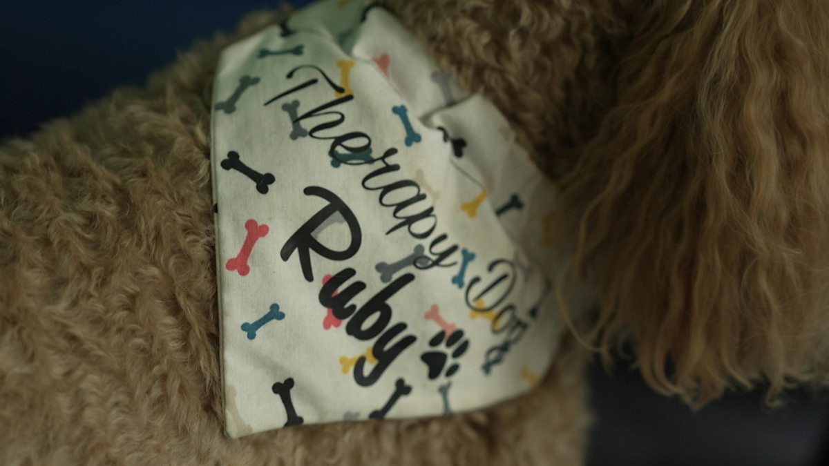 Animals' Power to Boost Mood Employed by NHS - BBC iPlayer