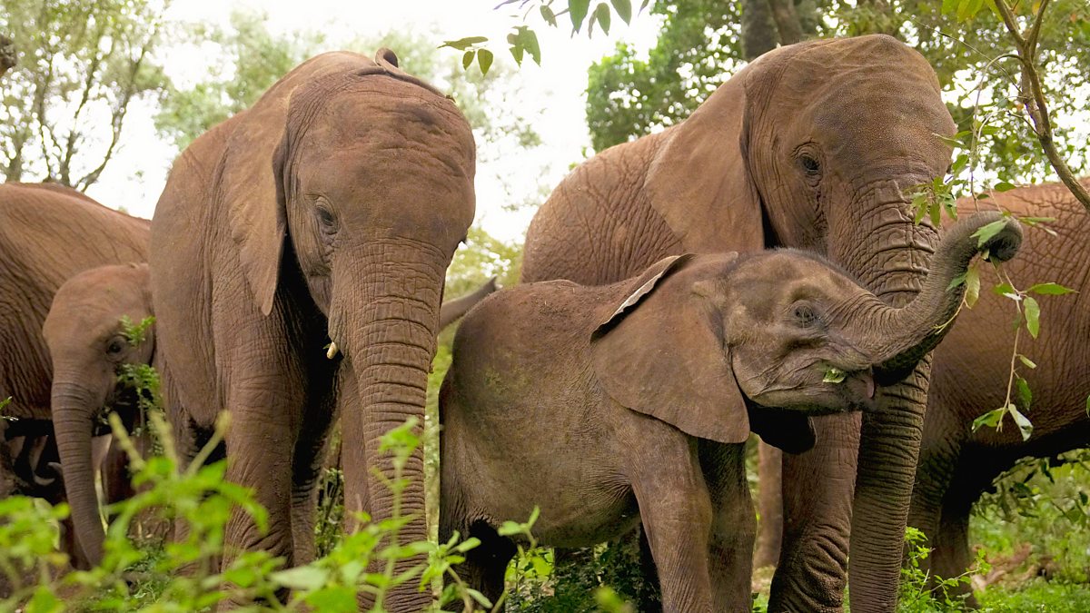 Hamza Loves Animals: Africa - Series 1: 6. Kipekee the Elephant’s Cool ...