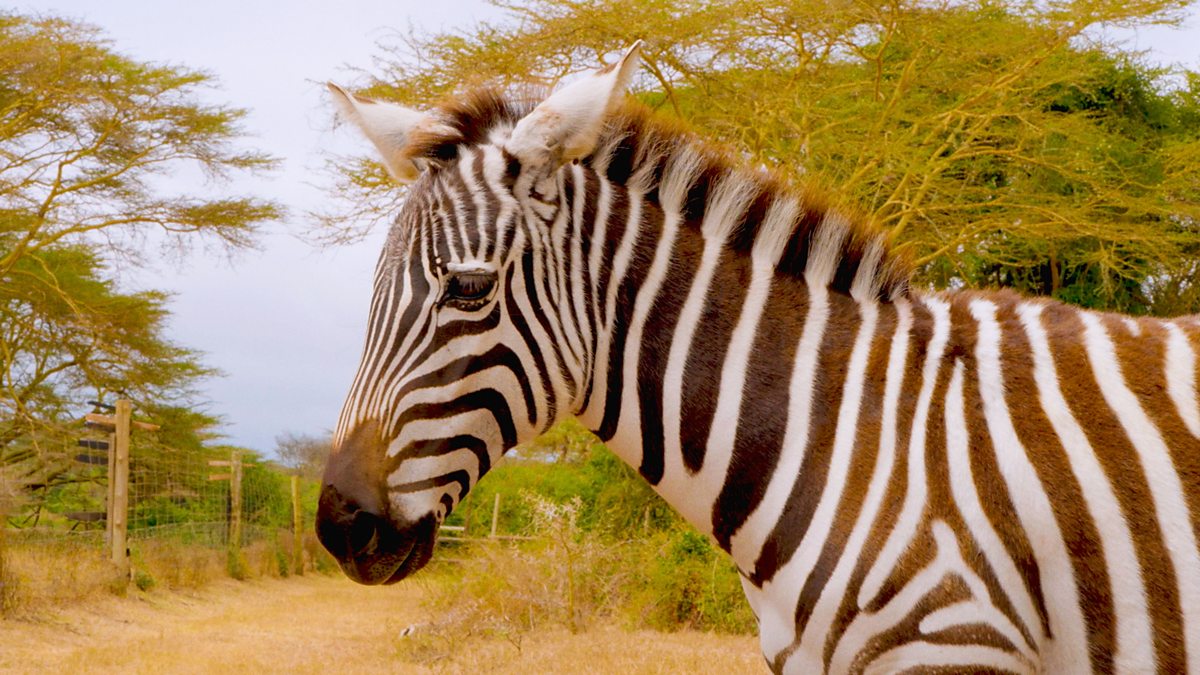 Hamza Loves Animals: Africa - Series 1: 7. Zebra Mischief - BBC iPlayer