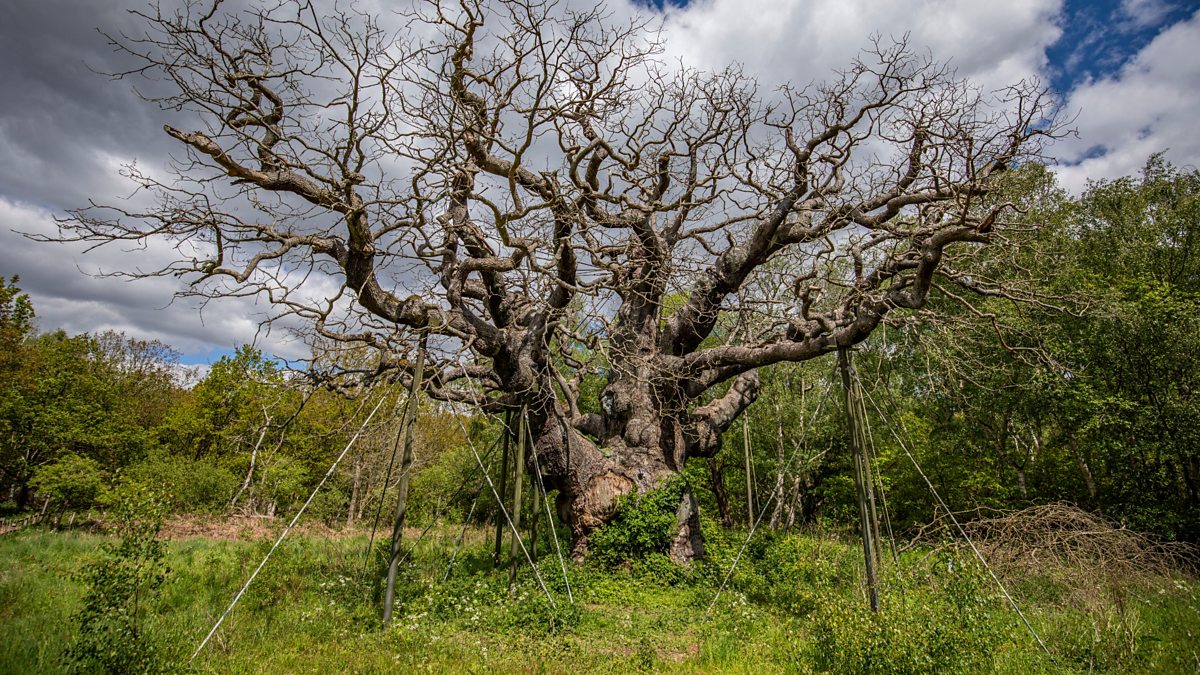 Major Oak Tree Thought to Have Died - BBC iPlayer