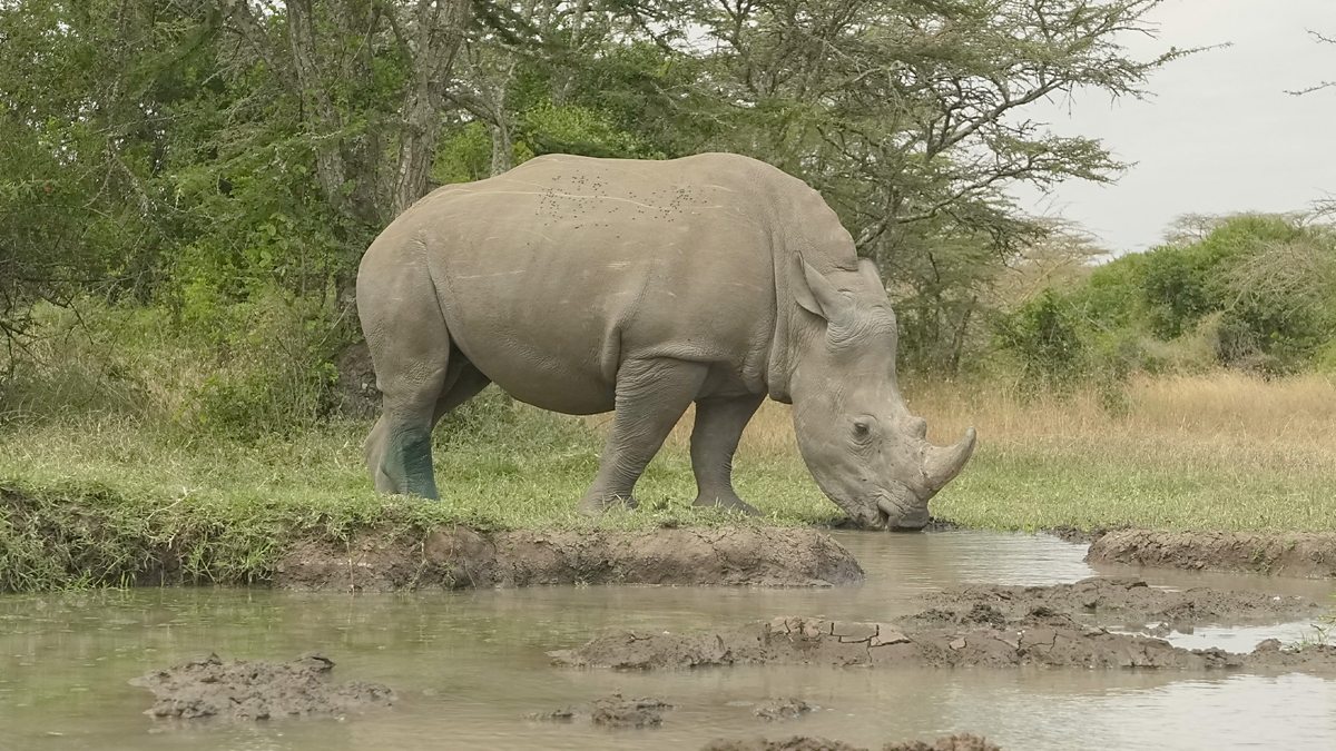 Hamza Loves Animals: Africa - Series 1: 19. The Rhinos’ Wild Adventure ...