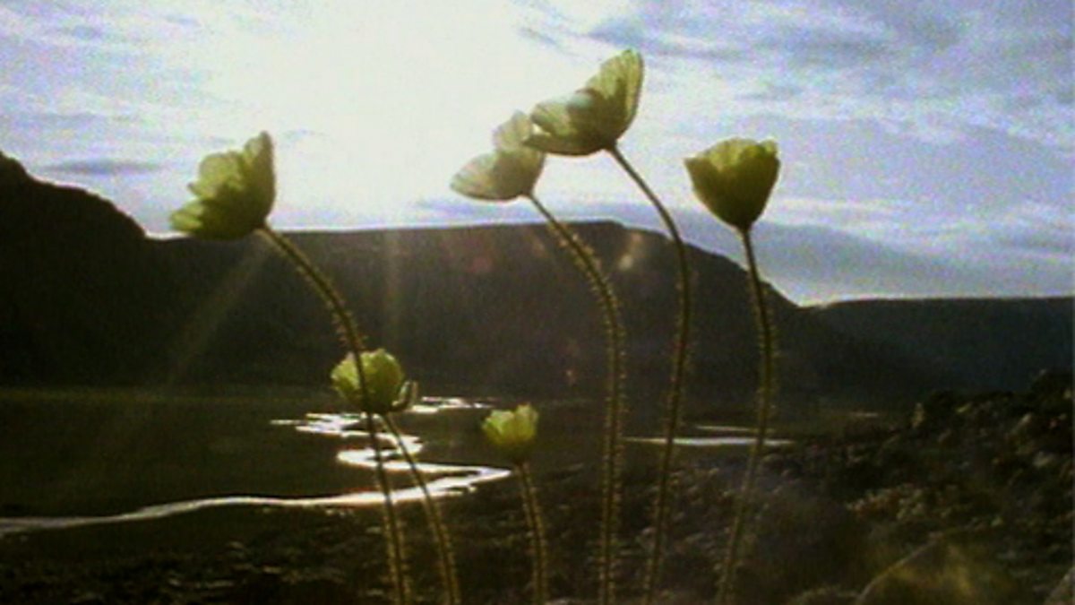 Video: Adaptation of plant life to extreme cold temperatures - Revise ...