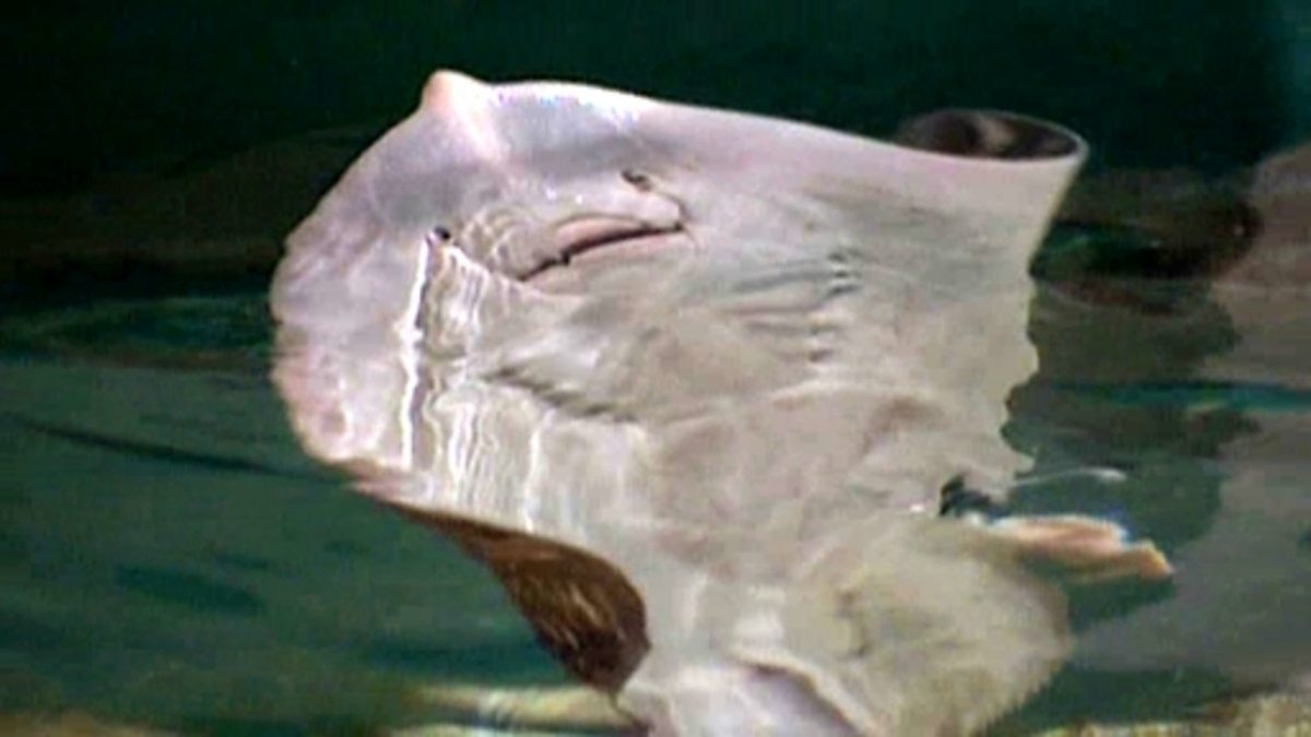 How fish are adapted to live in water - Living things: Video playlist ...