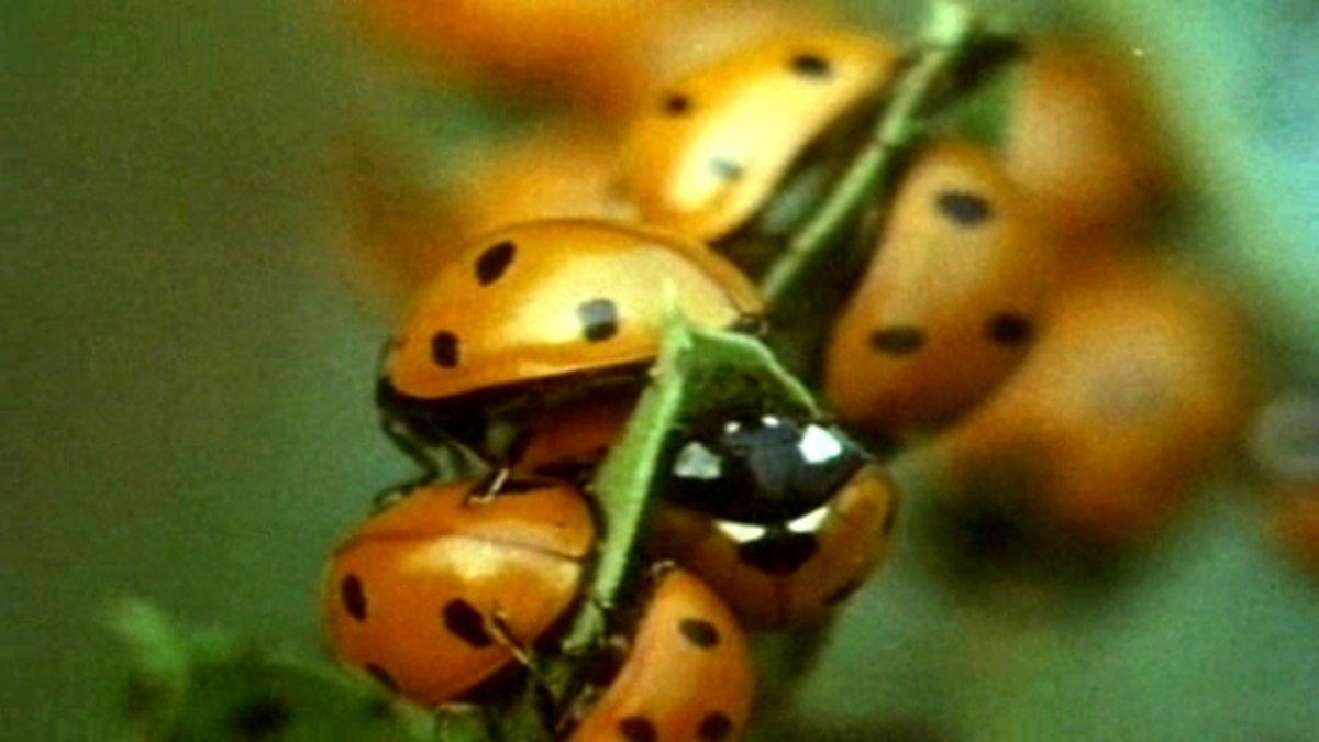 Do baby animals look like their parents? - Living things: Video ...