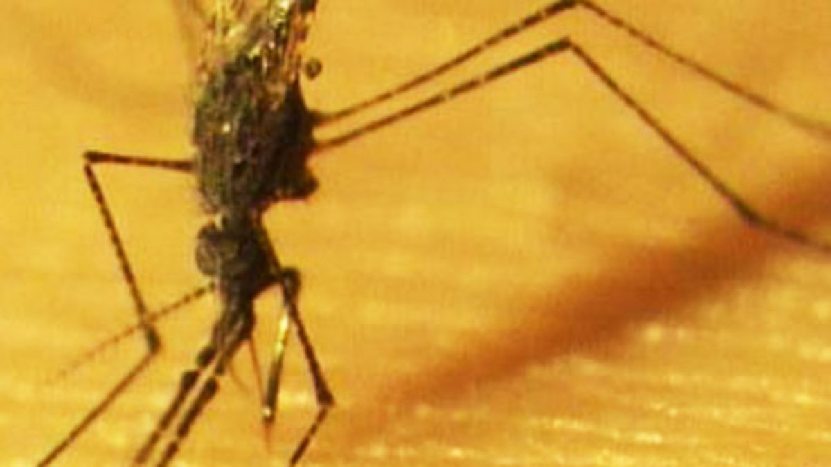 The malaria cycle - Development and health: Video playlist - BBC Bitesize