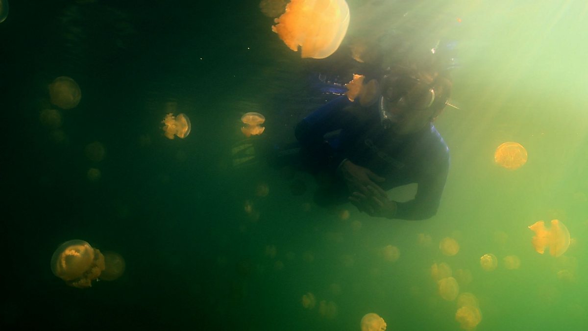 KS3 / KS4 Biology: Jellyfish and photosynthesis - BBC Bitesize