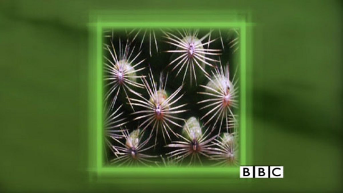 Adaptations of animals and plants - Biodiversity and interdependence ...