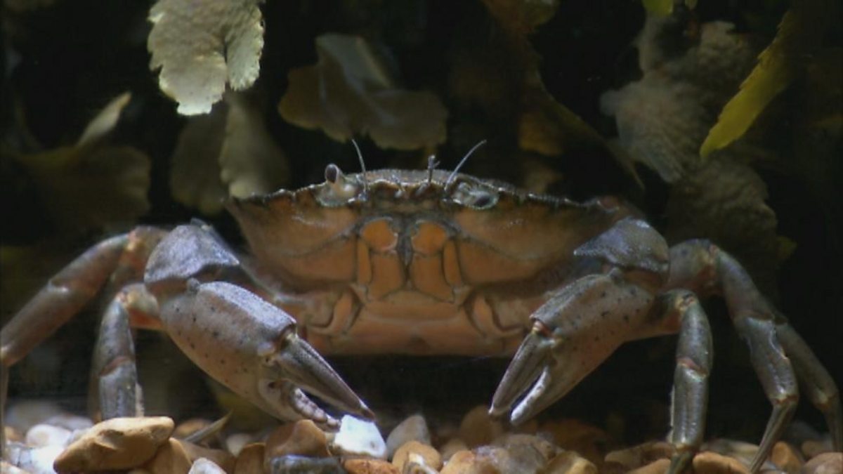 Reproductive cycle of crabs - Reproduction: Video playlist - BBC Bitesize
