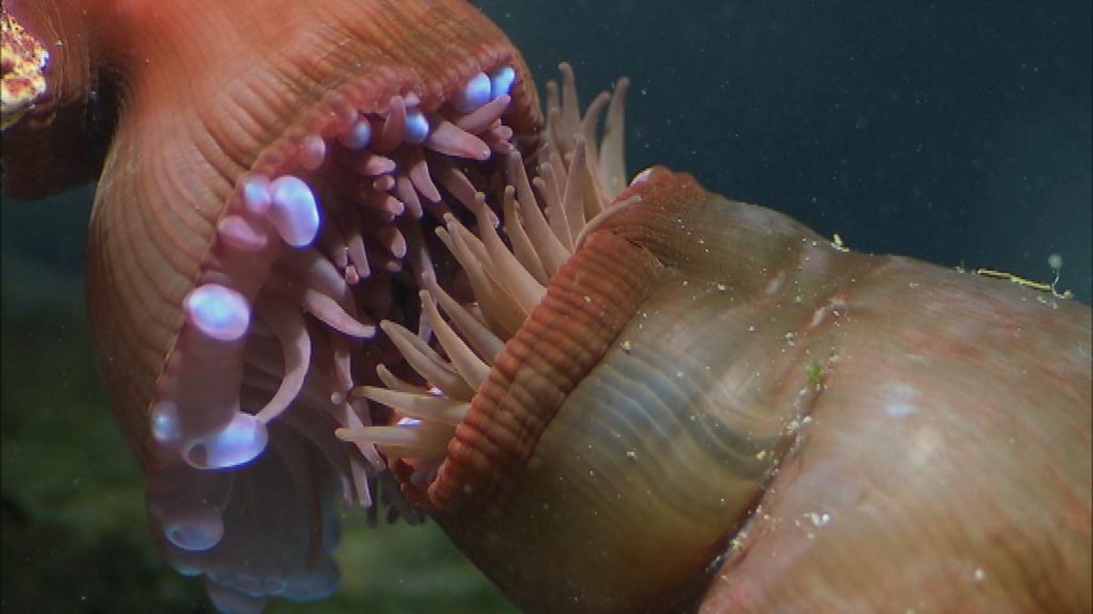 Video: Adaptations for rock pool survival - Revision guides: Life on ...