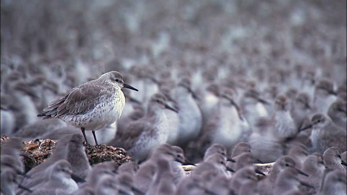Science KS1 / KS2: Knot birds flying together in a flock (no narration ...