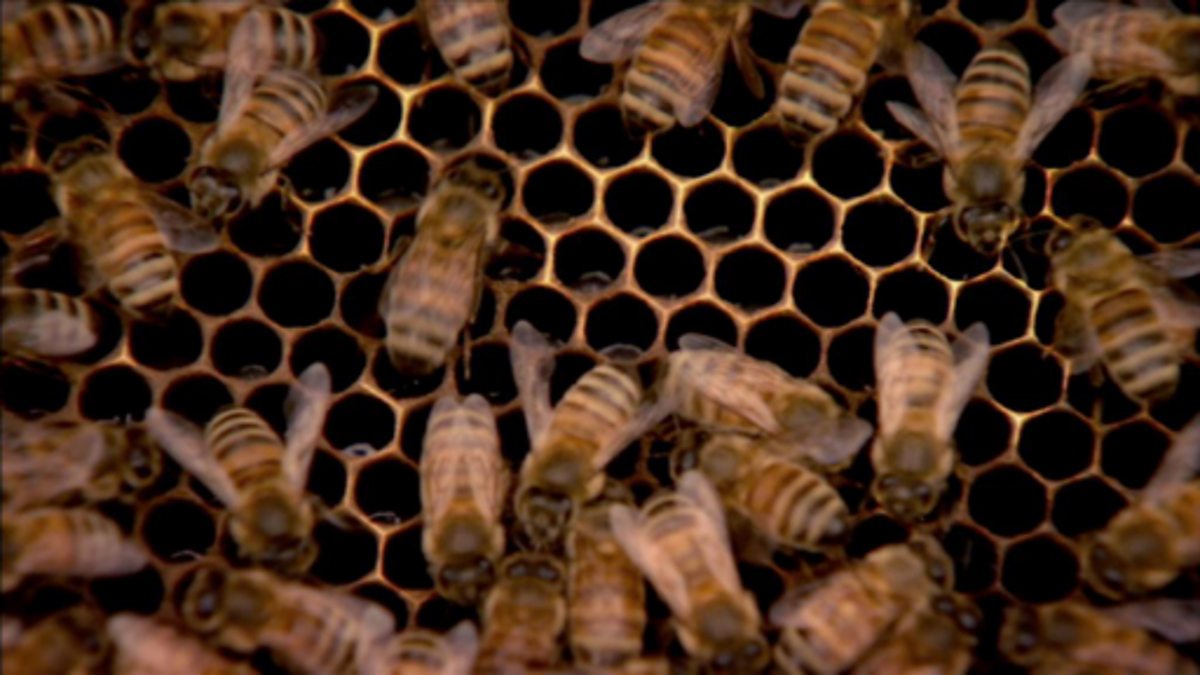 Maths GCSE: Hexagons in the natural world - BBC Teach