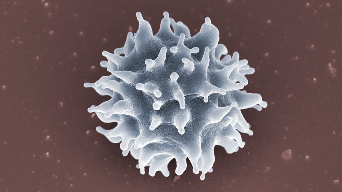 HIV and the immune system - Specific cellular defences against ...