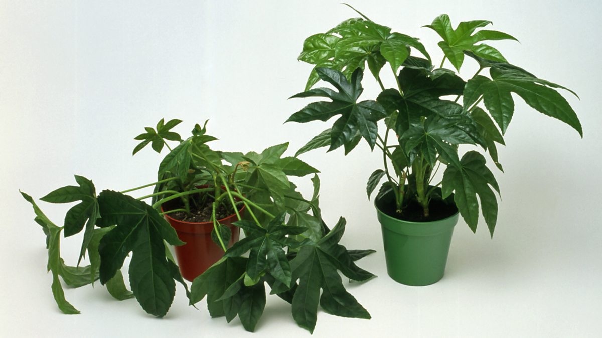 Leaf Structure Structure Of Plants WJEC GCSE Biology Single