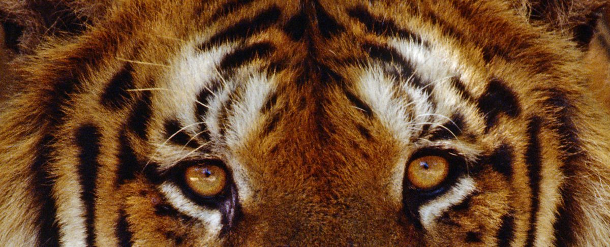 What are zoos for? - BBC Bitesize