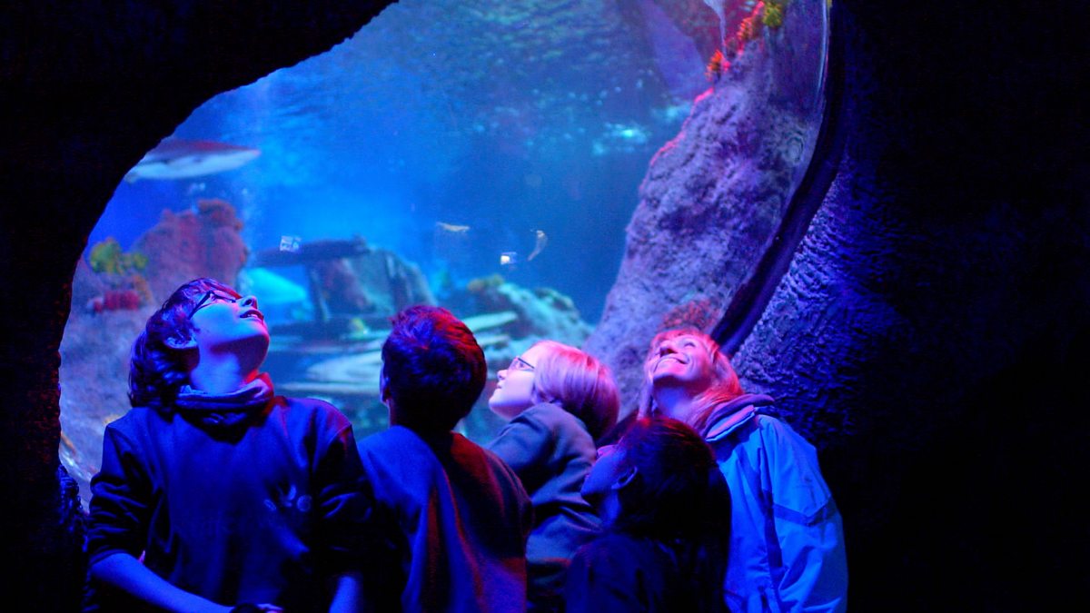 Why do animals and plants have camouflage? - BBC Teach