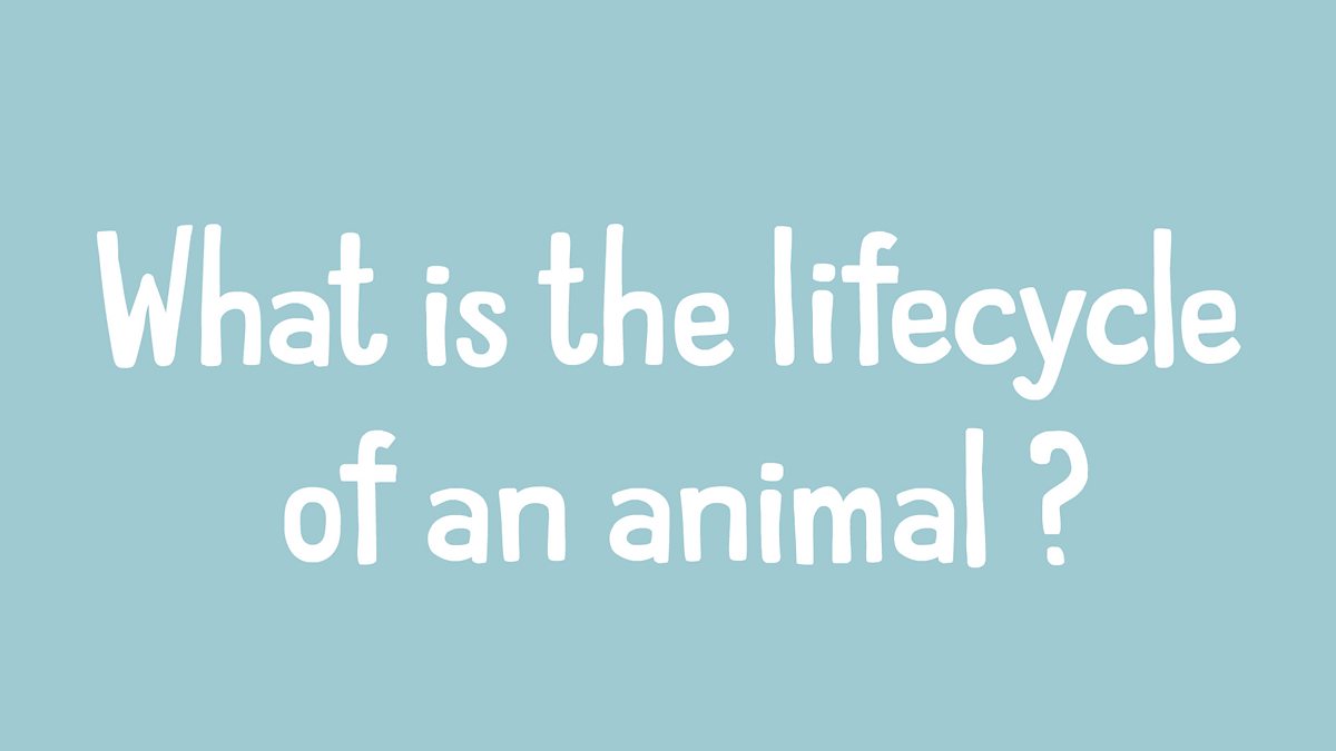 The lifecycle of an animal - Living things: Video playlist - BBC Bitesize