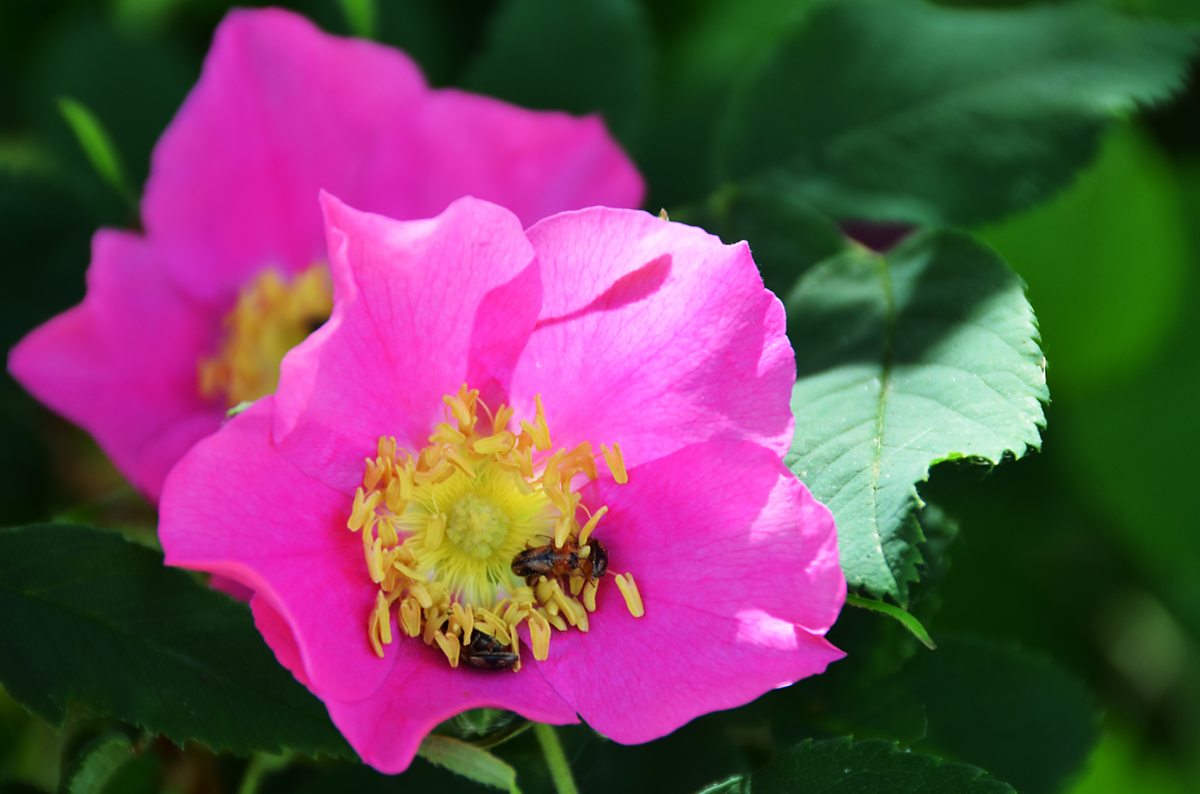 ‘Love and Friendship’ by Emily Brontë - OCR poetry anthology: Video ...