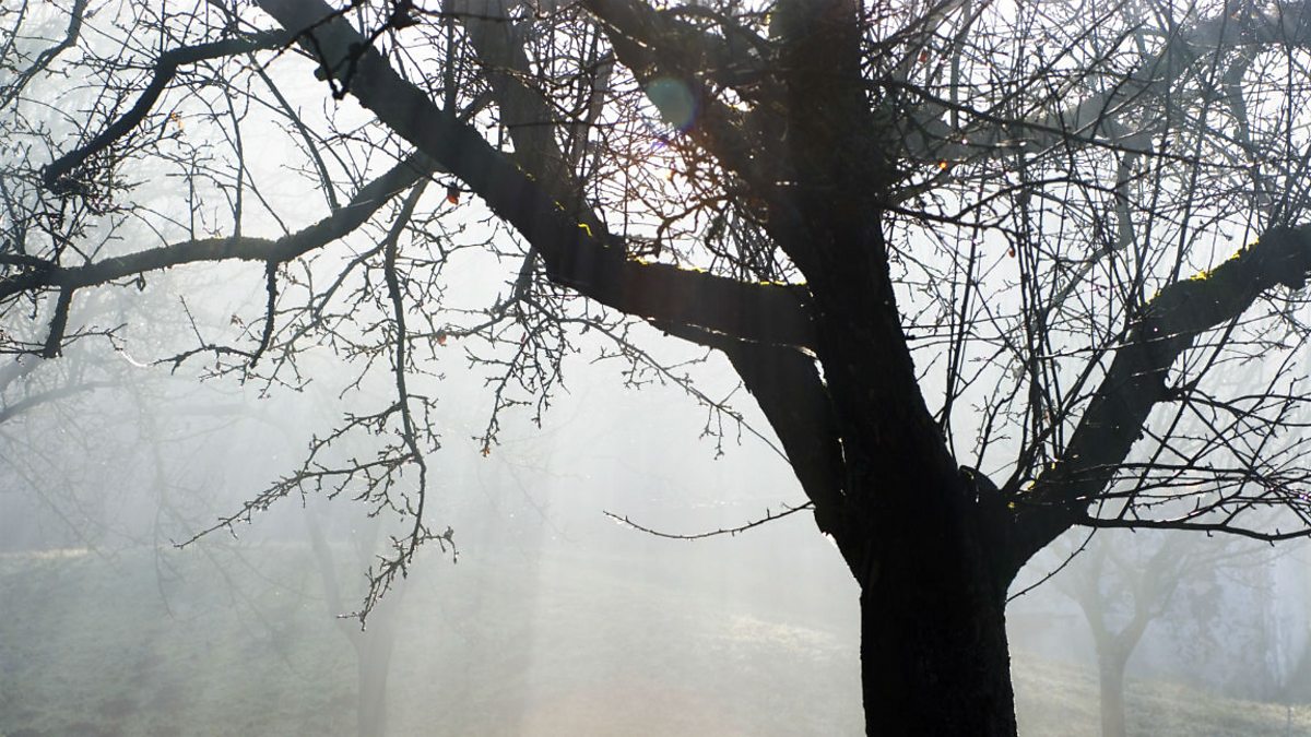 The poem - A Poison Tree by William Blake - OCR - GCSE English ...