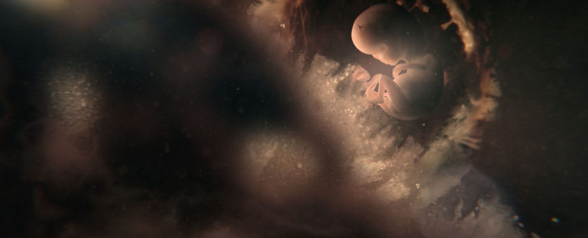 How were you made in the womb? - BBC Teach