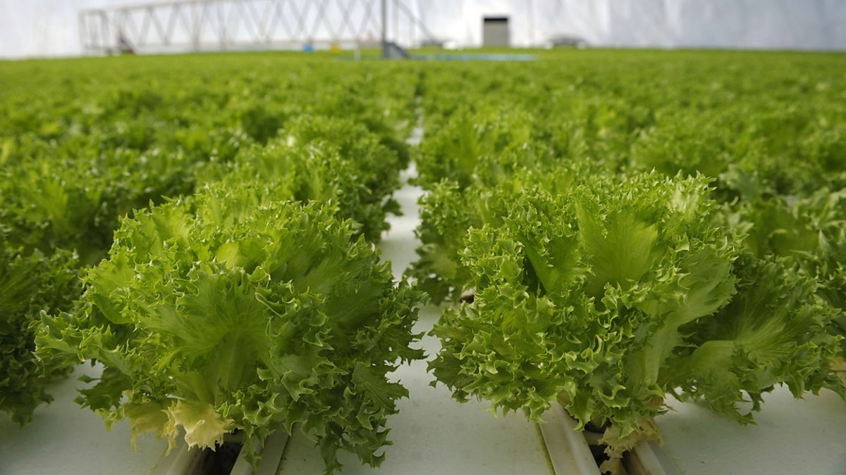 Strategies to increase food security - Food security - a global concern ...