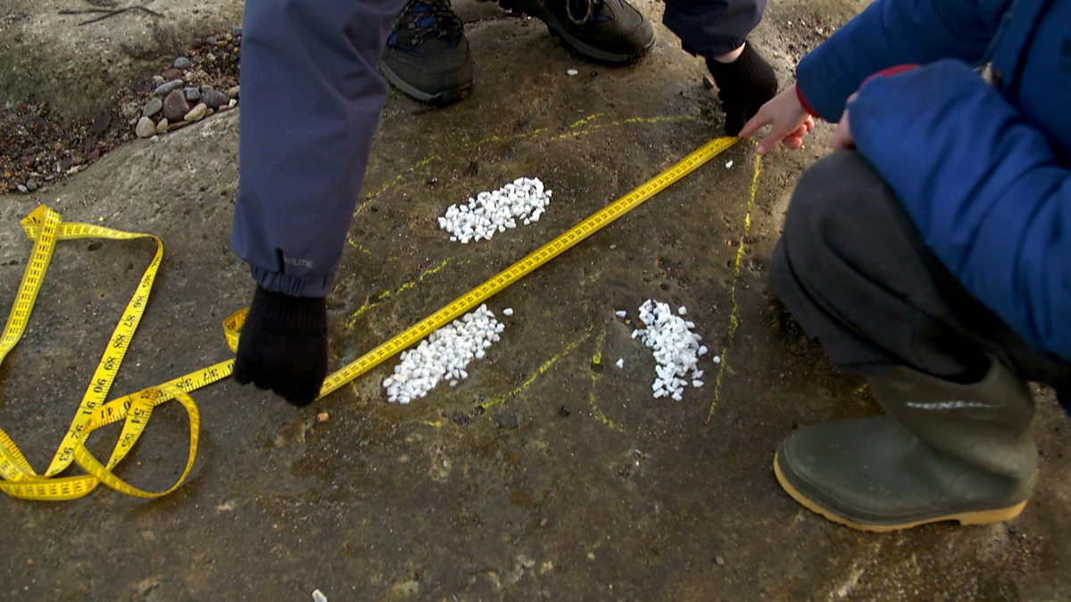 Science/Biology KS2/KS3: How to calculate the height of a dinosaur from ...