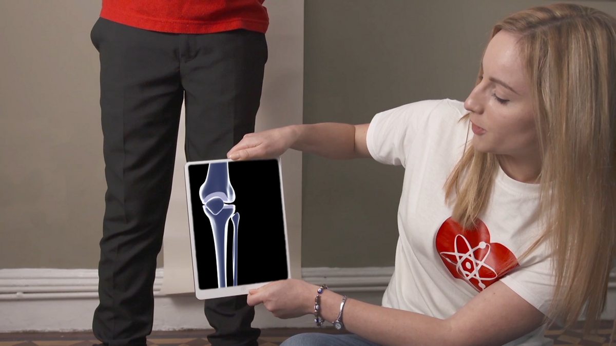 KS2 Science: How the human body grows - BBC Bitesize