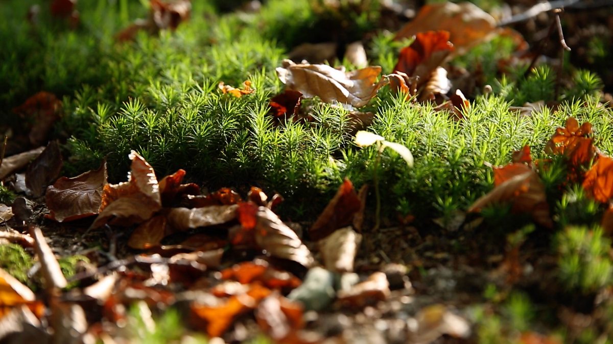 Exploring the different layers of a deciduous forest - BBC Bitesize