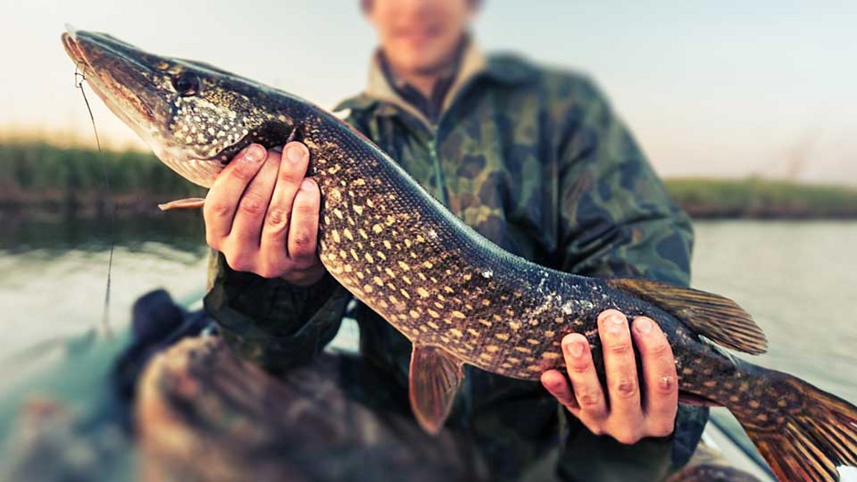 BBC Learning English - 今日短语 / To have bigger fish to fry 另有要事要办