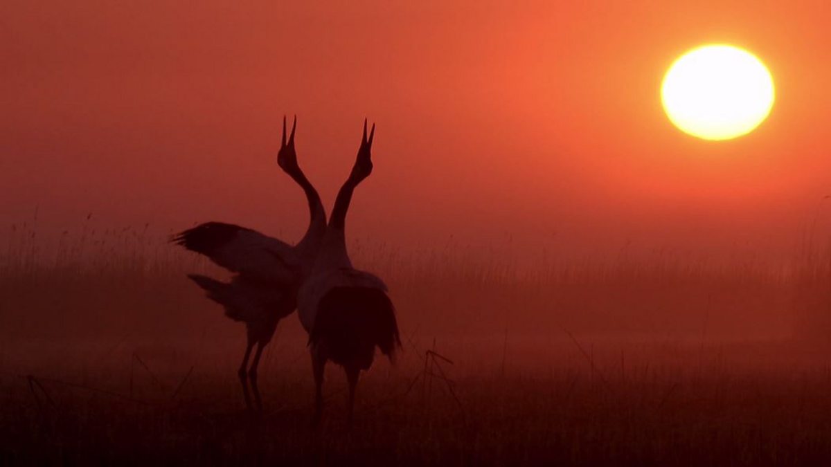 History KS2: The Rise and Fall of the Shang - BBC Teach