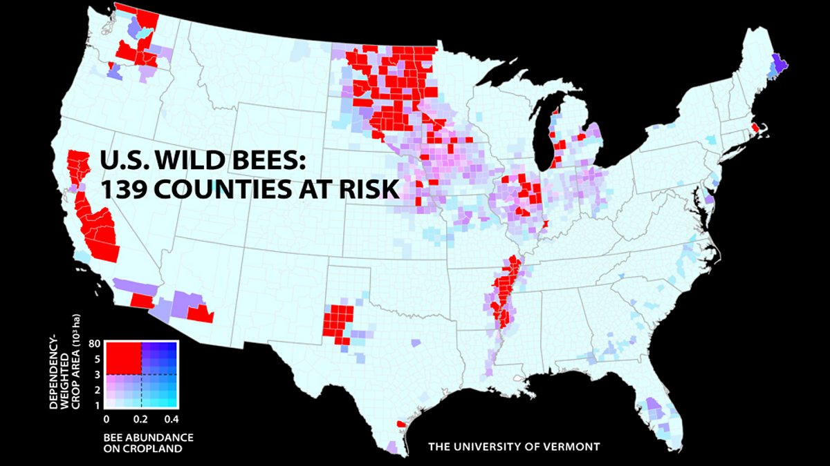 BBC Learning English - News Report / Demand for biofuel in US hits bee ...