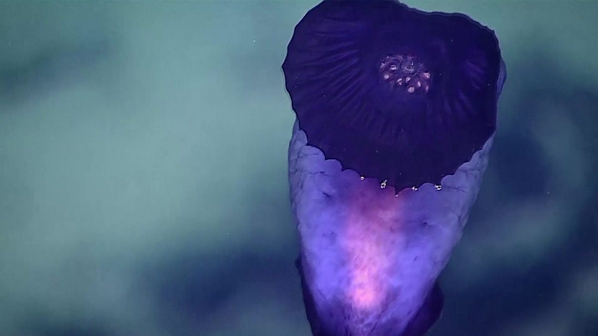 BBC Learning English - 双语看世界 / Creatures of the deep 神秘的深海生物