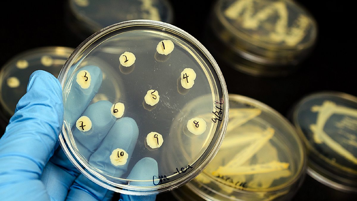 BBC Learning English - 随身英语 / Man vs bacteria 人类对抗细菌