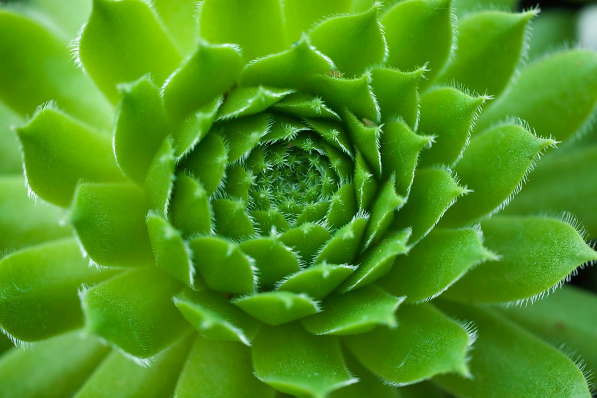 Regular patterns - Pattern - AQA - GCSE Art and Design Revision - AQA ...