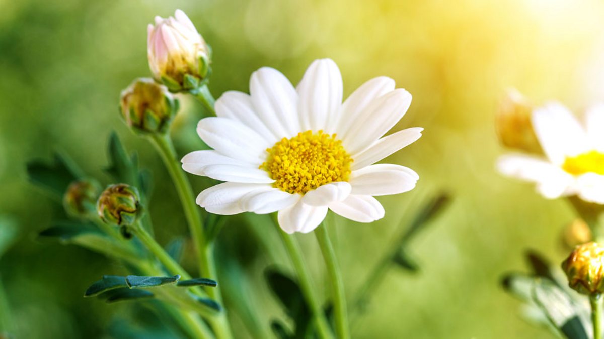 BBC Learning English - 今日短语 / As fresh as a daisy 精神焕发