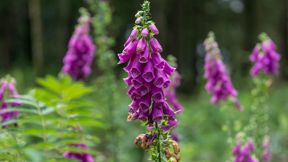 The development and testing of new drugs - Making medicines - Edexcel ...