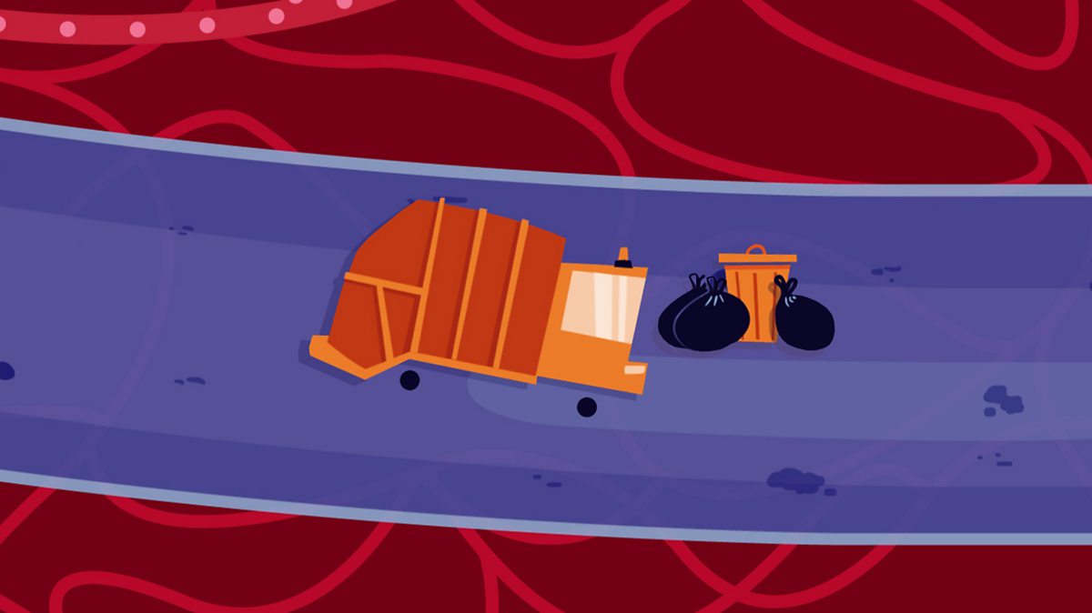 What are blood vessels? - BBC Bitesize