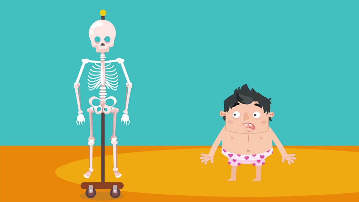 What Does Your Skeleton Do BBC Bitesize