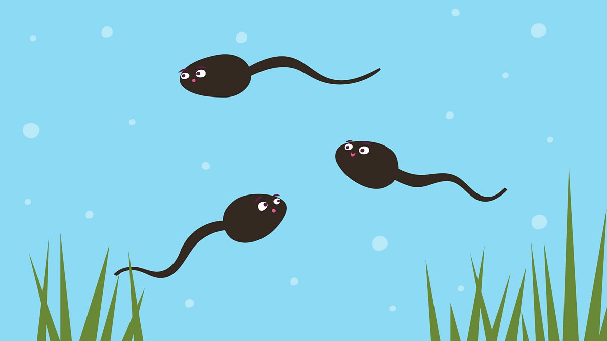 Why do we observe things over time? - BBC Bitesize